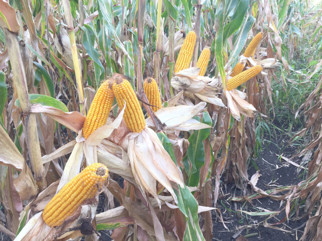 Organic corn: It can compete | News, Sports, Jobs - Messenger News
